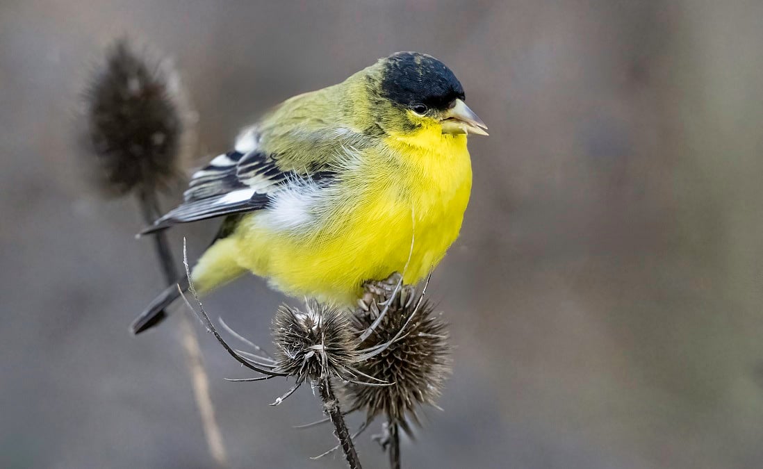 Climate Impact: Lesser Goldfinch Shifts from US Southwest to Pacific ...