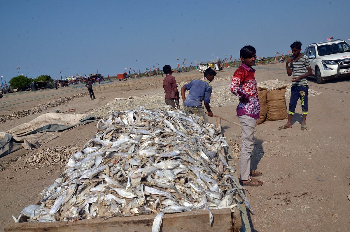 Salaya's Dried Fish Heritage: Tradition Meets Modern Challenges