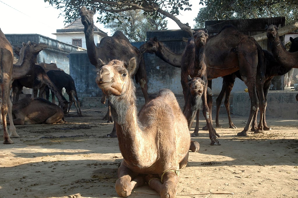 Raika Tribe Heritage: Preserving the Art of Camel Herding in Rajasthan
