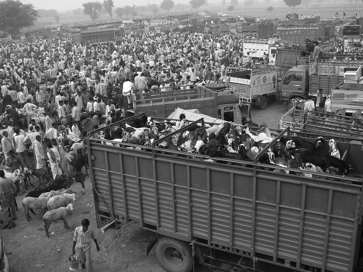 Desert Livestock Hub: Exploring Alwar's Bustling Goat Market