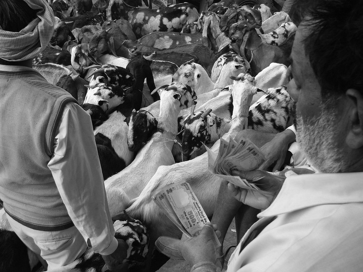 Desert Livestock Hub: Exploring Alwar's Bustling Goat Market