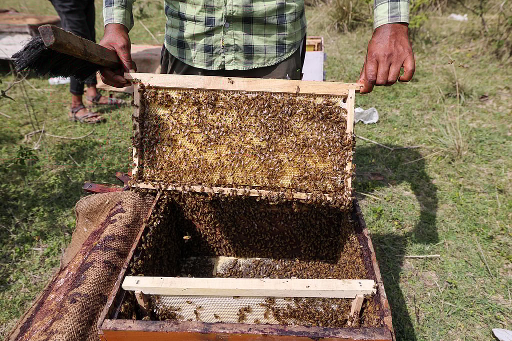 World Bee Day: Celebrating Bees' Role in Ecosystem and Food Security