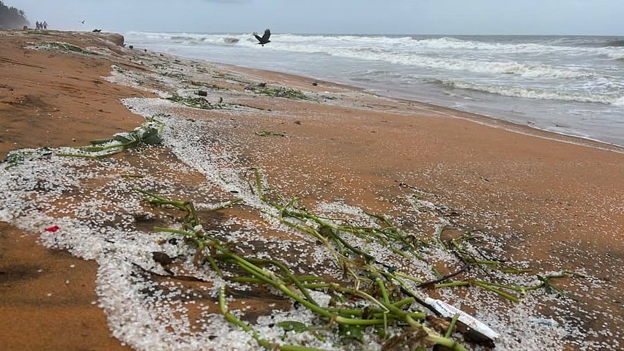 Marine Pollution Alert: Nurdles from MSC ELSA 3 Shipwreck Threaten ...