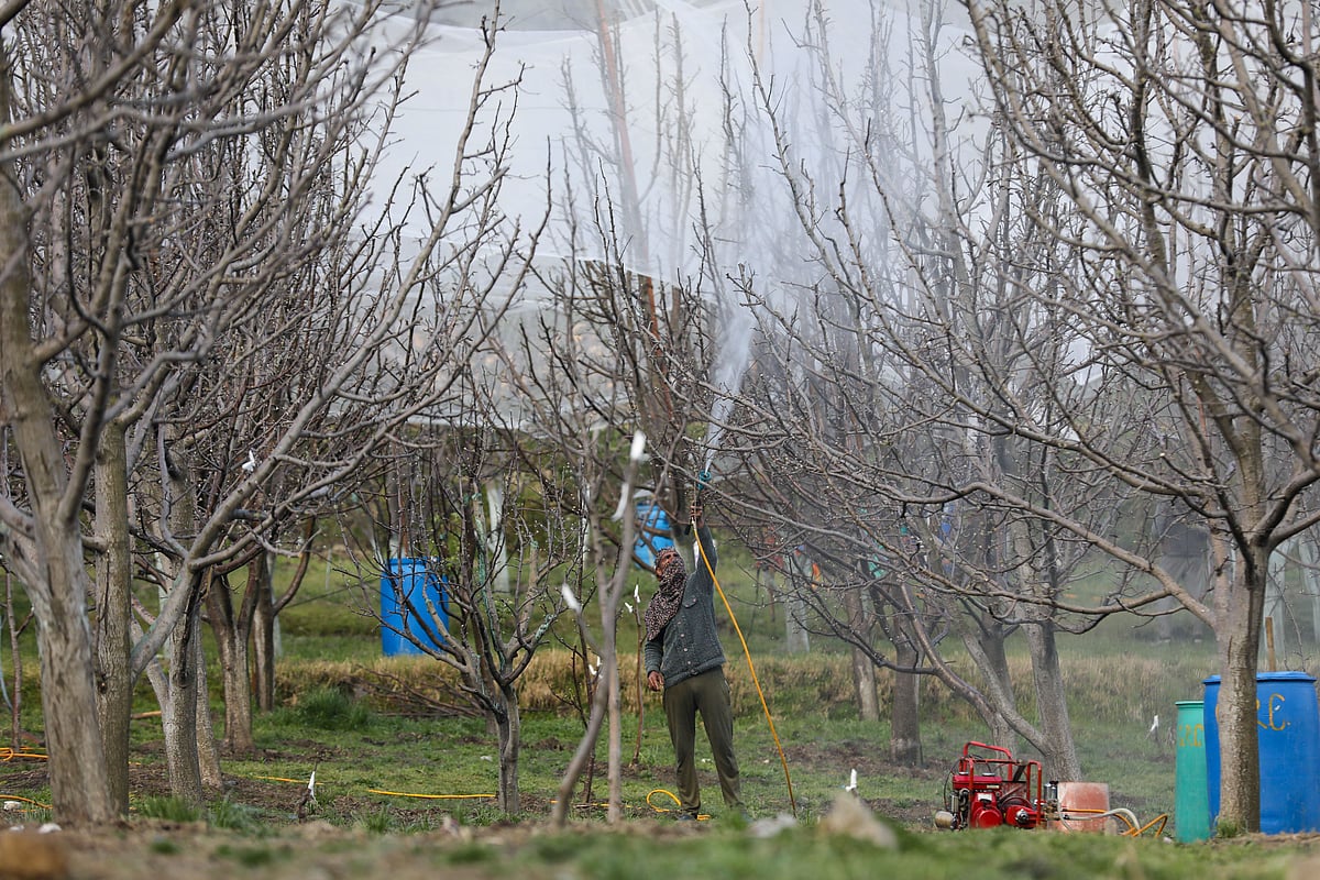 Himachal's Apple Defense: Anti-Hail Nets Combat Climate Challenges