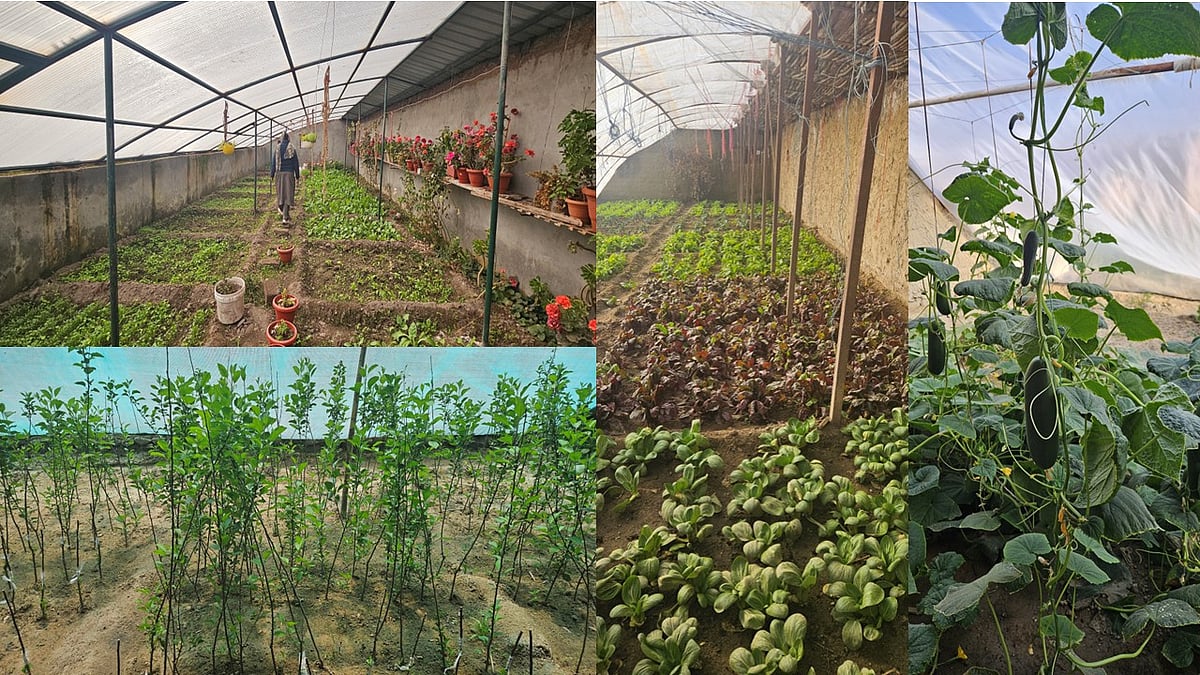 Ladakh Farming Revolution: Greenhouse Innovations Transform Agriculture