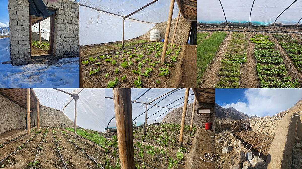Ladakh Farming Revolution: Greenhouse Innovations Transform Agriculture