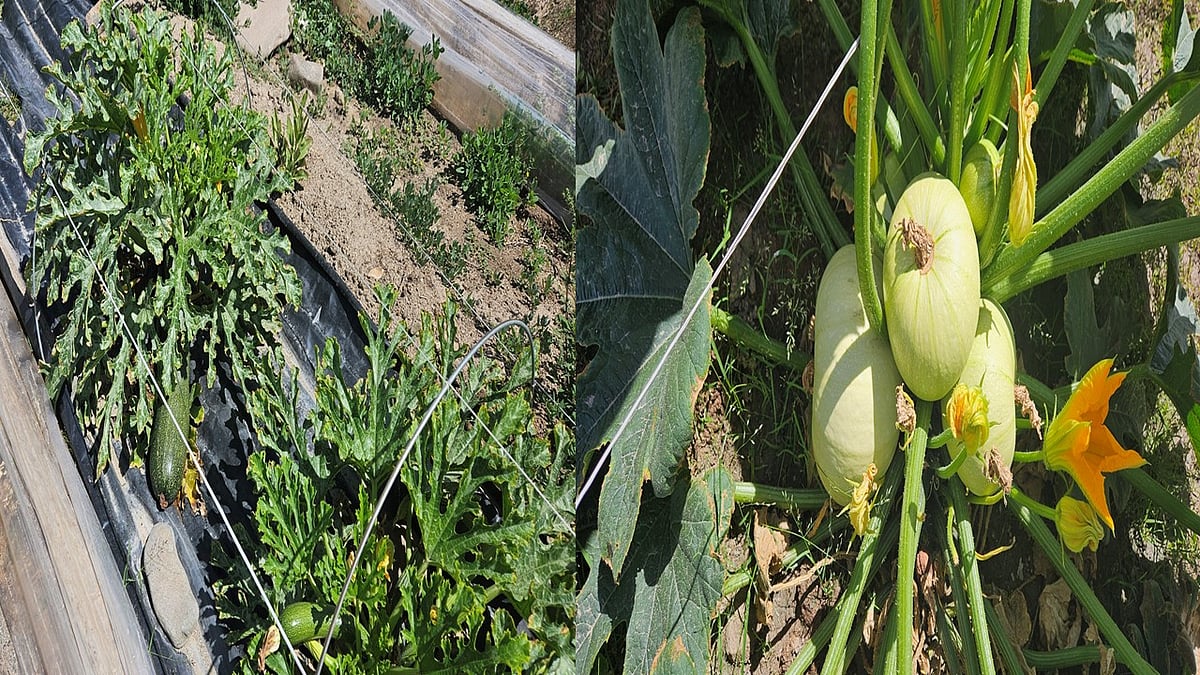 Ladakh Farming Revolution: Greenhouse Innovations Transform Agriculture