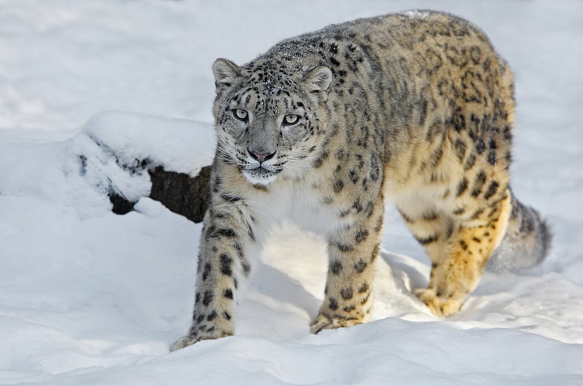AI Revolutionizes Snow Leopard Tracking: Enhancing Population Counts