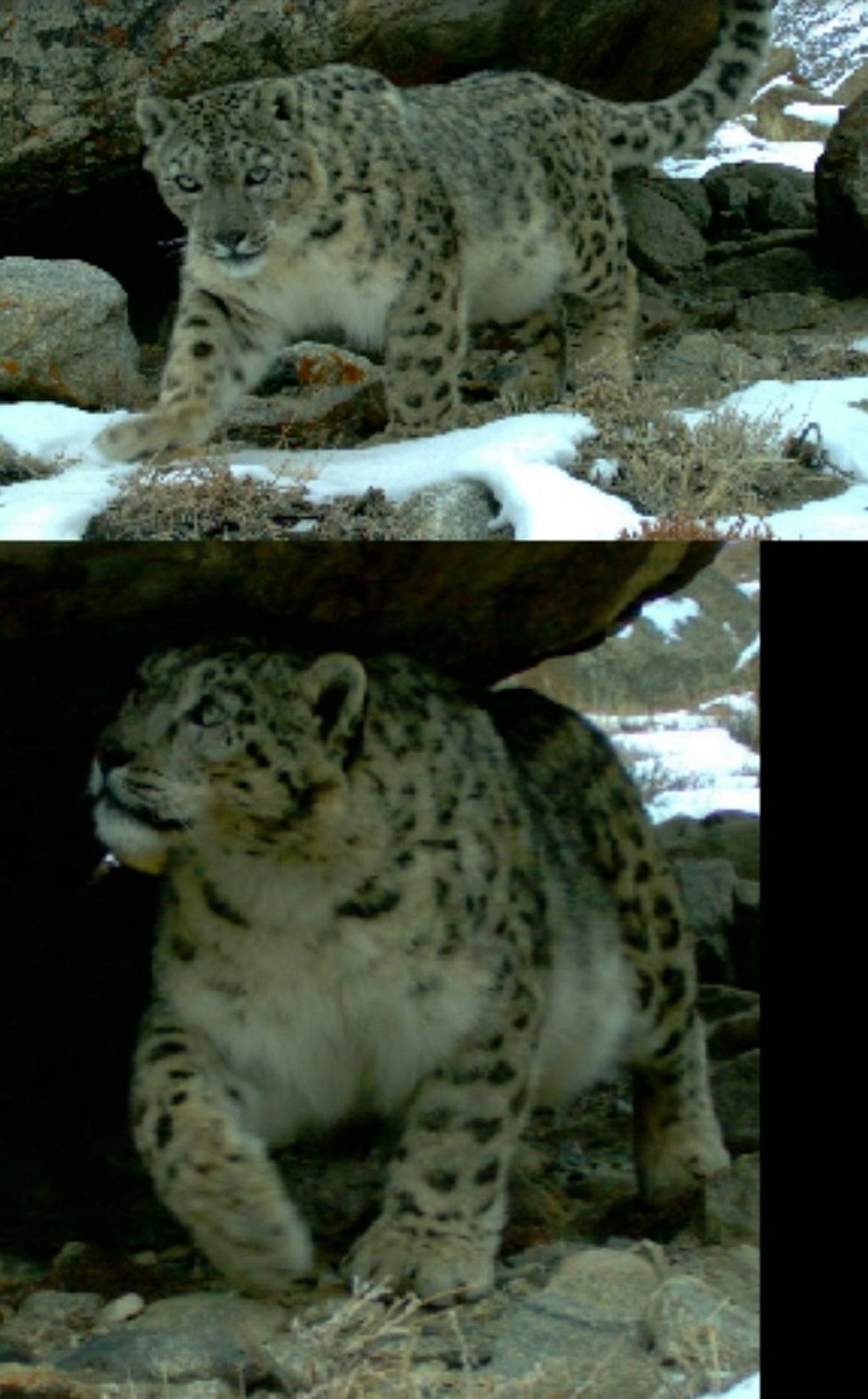 AI Revolutionizes Snow Leopard Tracking: Enhancing Population Counts