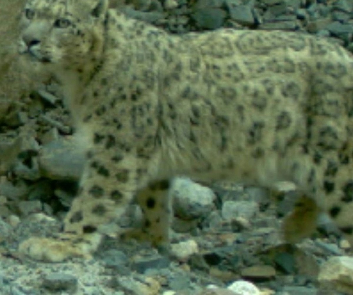AI Revolutionizes Snow Leopard Tracking: Enhancing Population Counts