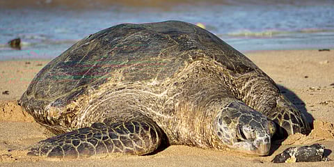 Sea Turtle Conservation: Climate Change Threatens Marine Habitats by 2050