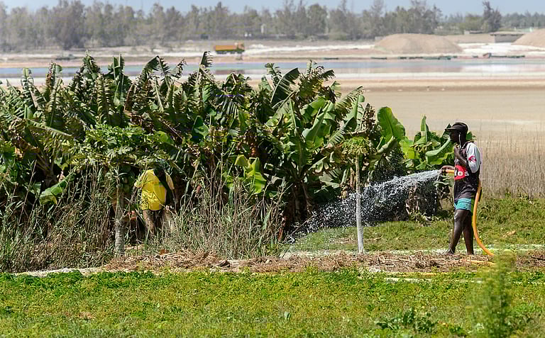 Innovative Farming: Boosting Senegal's Food Security & Land Conservation