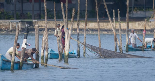 Jellyfish Blooms Threaten Kerala Fishing: Ecosystem Crisis and ...