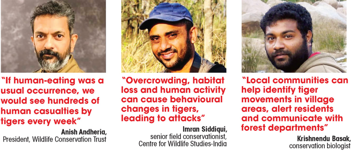 Tiger Attacks Surge: Unraveling the Human-Tiger Conflict in India