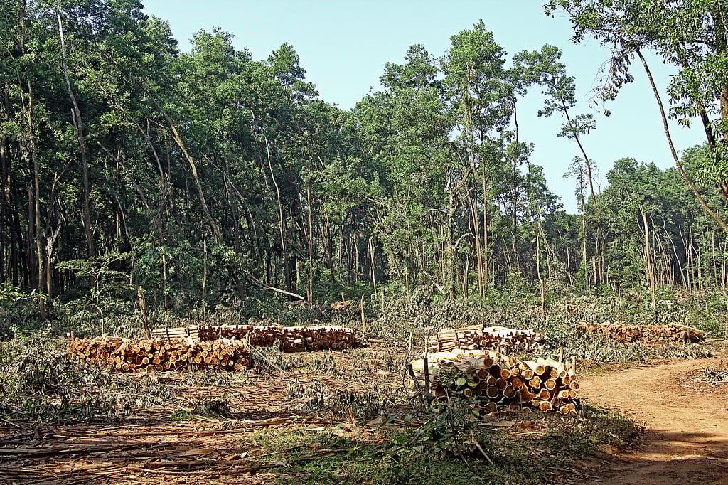 Supreme Court Challenge: Govt Clears 8,500 Hectares of Forest Amid ...