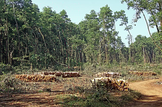 Supreme Court Challenge: Govt Clears 8,500 Hectares of Forest Amid ...