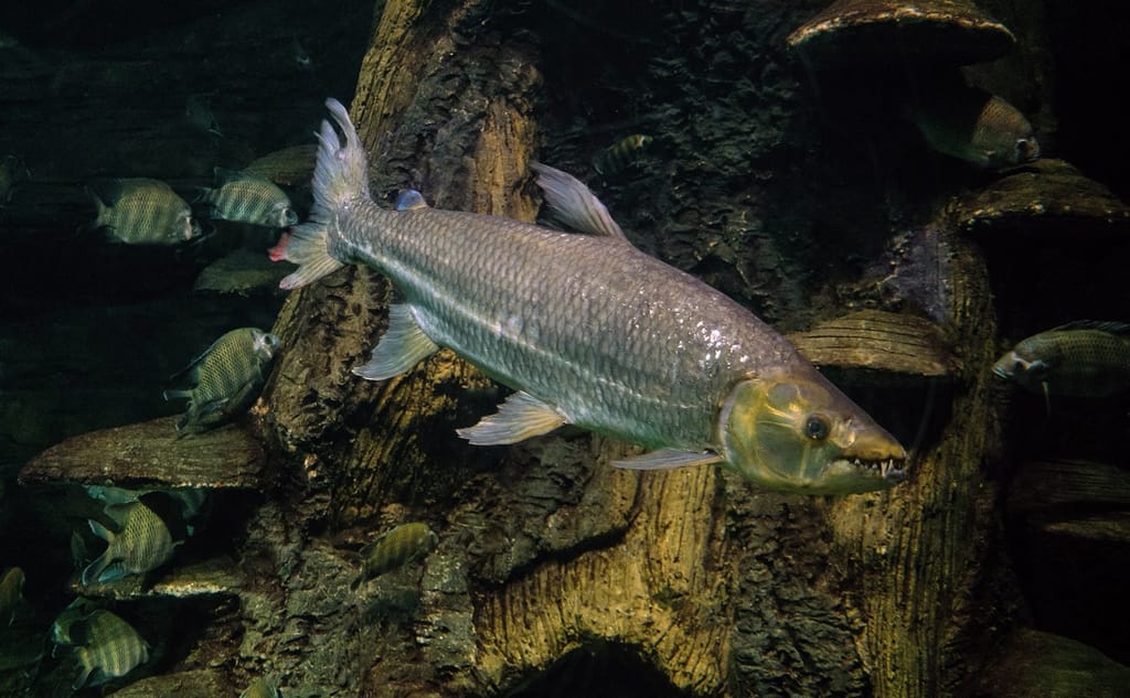 Urgent Conservation: Africa's Freshwater Fish Face Extinction Crisis