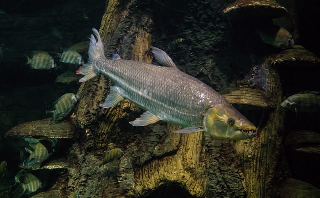 Urgent Conservation: Africa's Freshwater Fish Face Extinction Crisis