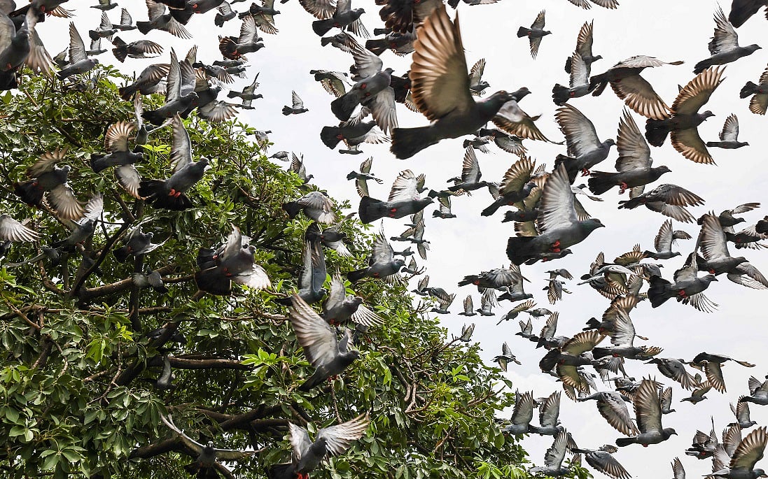 Pigeon Population Surge: Respiratory Health Risks - NewsyList
