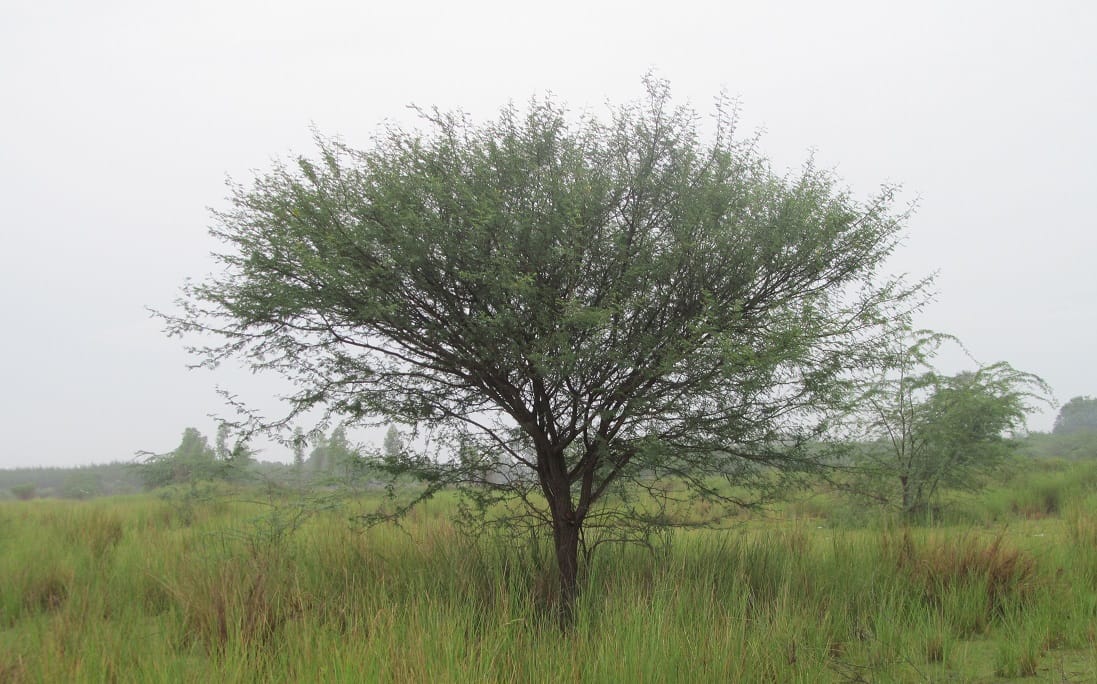 Alien Plant Invasion: Tropical Ecosystems Face Irreversible Changes