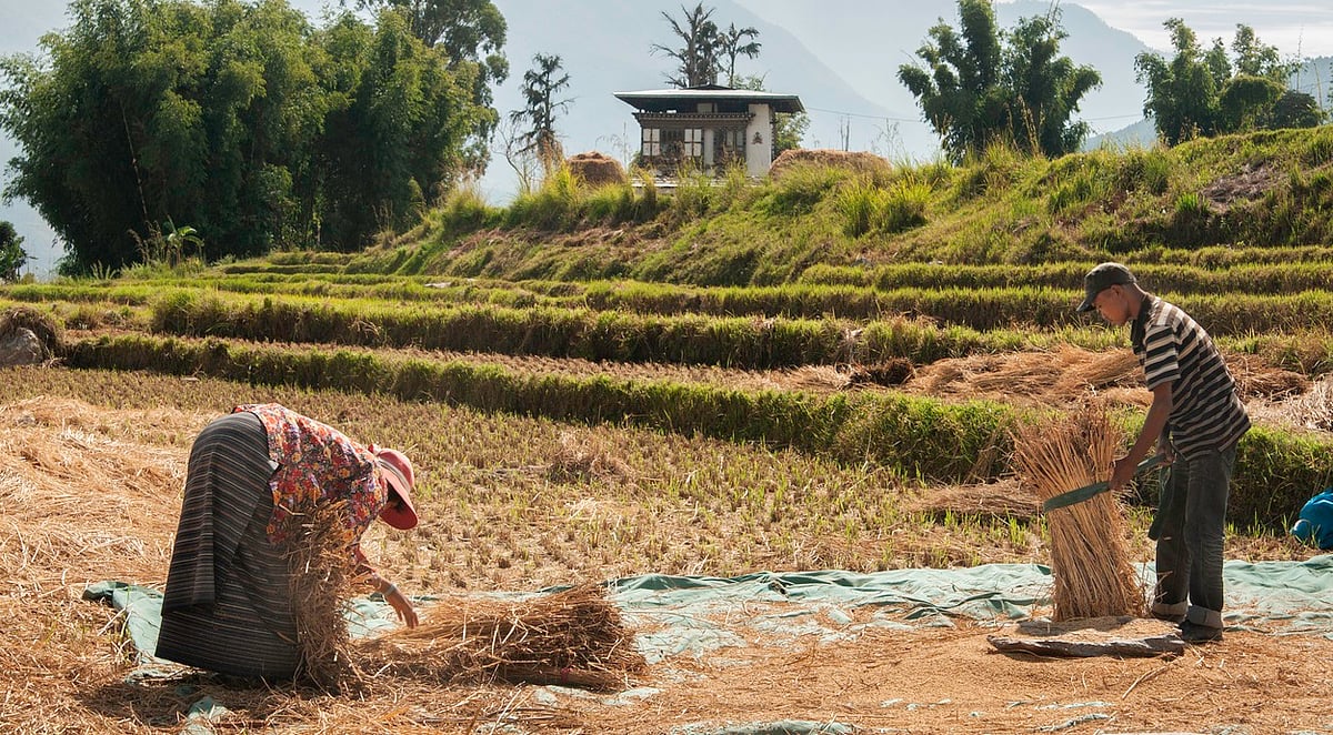 Revamping Bhutan's Agriculture: Strategies for Sustainable Growth