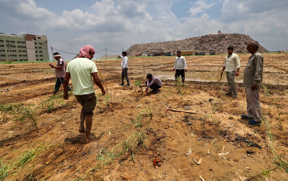 Delhi's Eco Initiative: Bamboo Planting at Okhla Landfill
