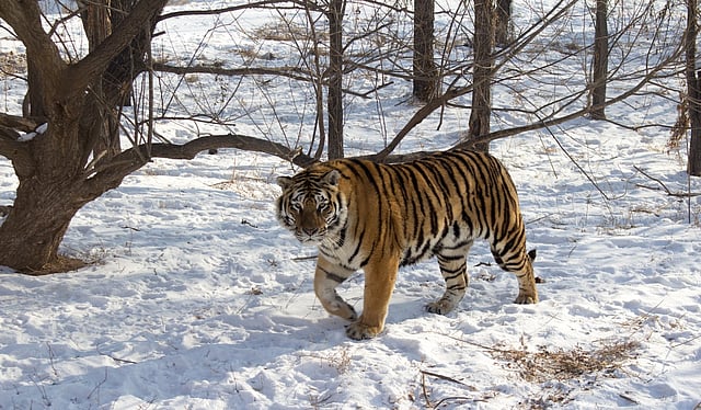 Taiga Tiger Cult: Amur Tiger's Spiritual Role in Russian Far East