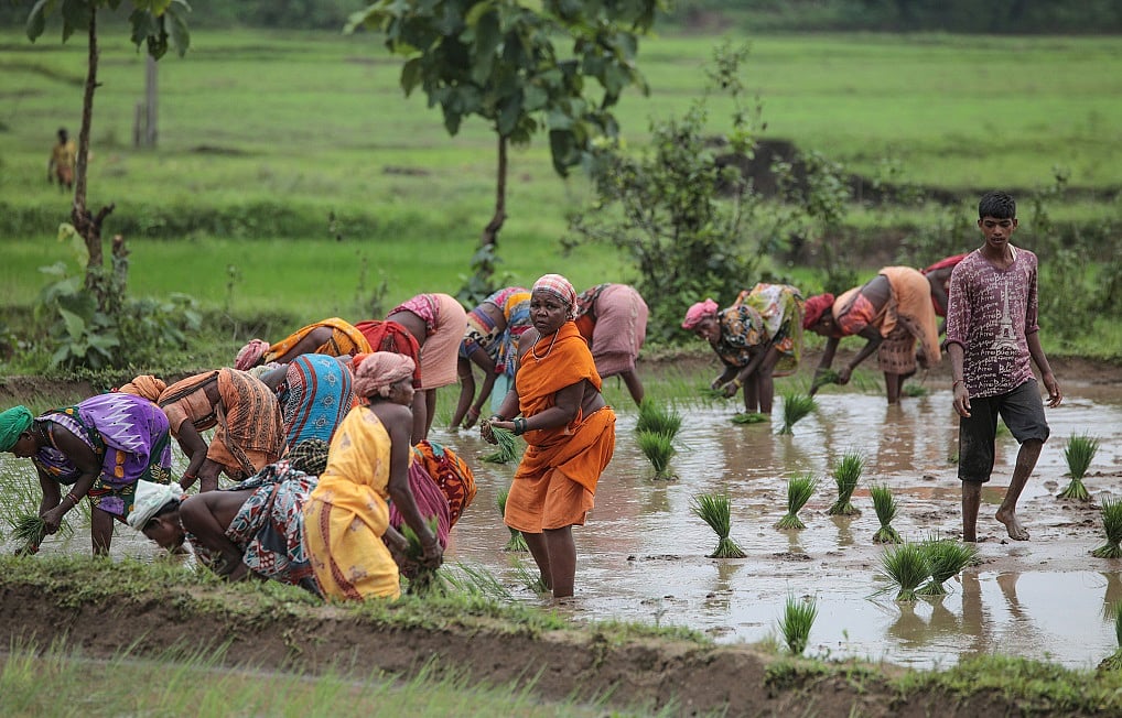 Bonda Tribe Cultivation: Unique Mix of Settled and Shifting Farming in ...