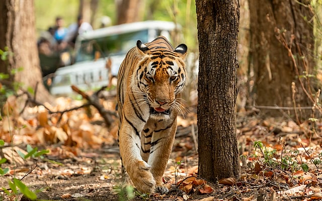 Human-Tiger Conflicts: Experts Analyze Behavioral Shifts in Big Cats