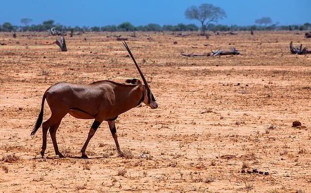Human Impact: Africa's Heat Waves Intensify Due to Greenhouse Emissions