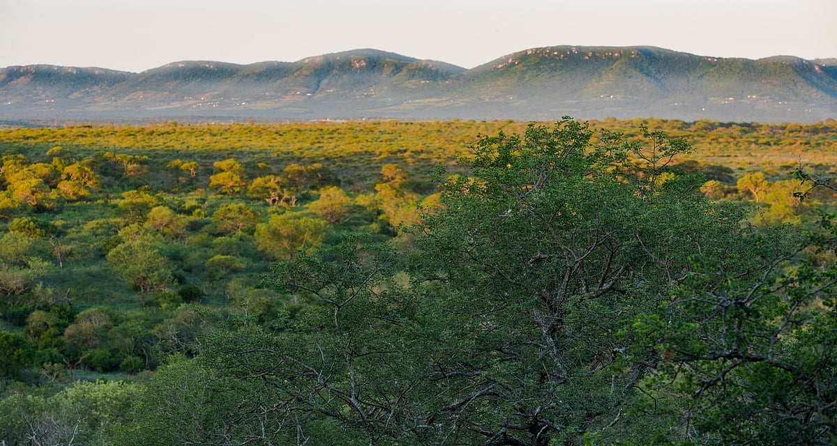 Community Triumph: Gumbi's Game Reserve Success in South Africa