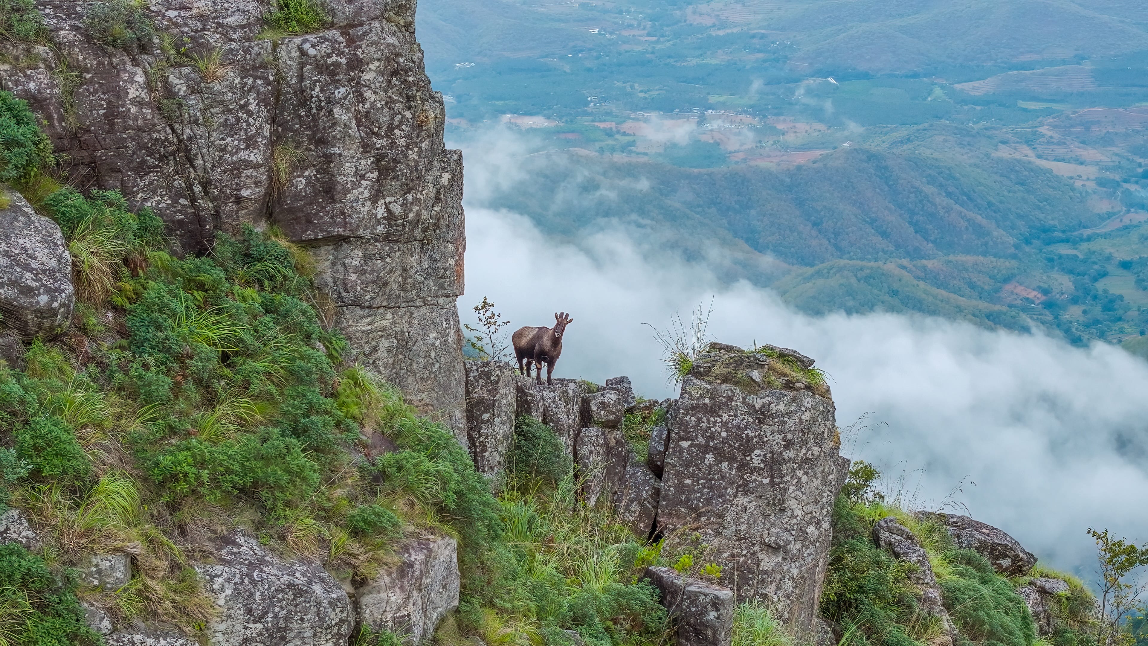 Nature's Kinship: Nilgiris Documentary Invites Rethinking Our Wild ...