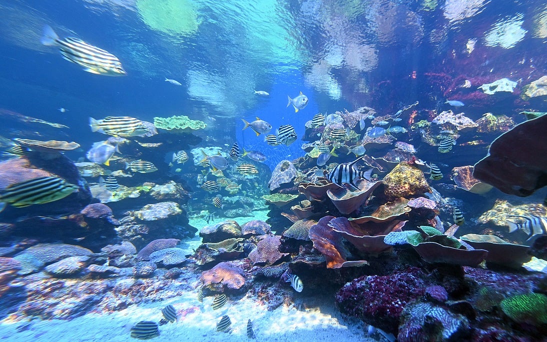 Marine Heatwave Impact: Western Australia Faces Record Coral Bleaching ...