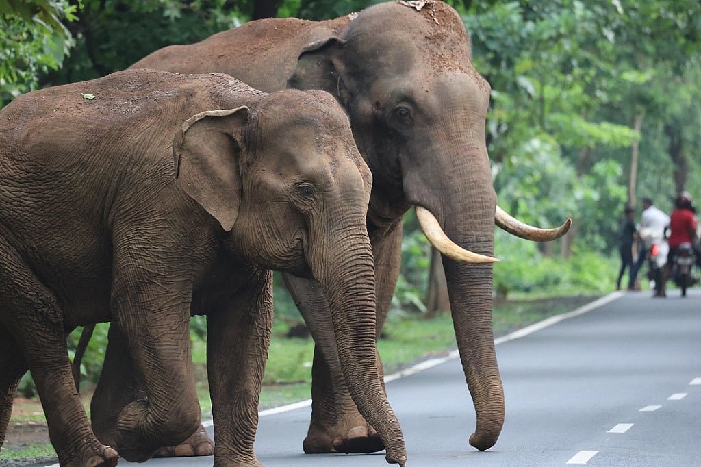 Palmyra Trees: Dual Benefits for Odisha's Wildlife and Safety