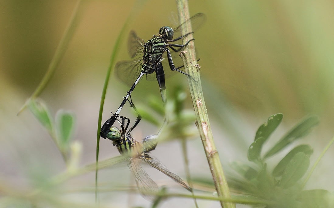 Dragonfly Conservation: Wetland Destruction and Climate Crisis Impact