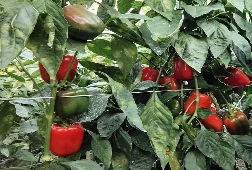 Natural Farming Success: Capsicum Thrives in Solan, Himachal Pradesh
