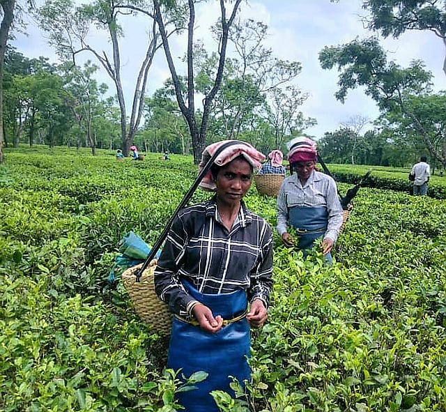 Identity Shift: Assam's Tea Tribes Seek to Shed Colonial Label