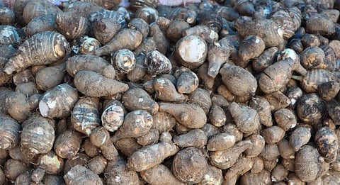 Heritage Flavors: Discover the Joy of Kochu Danta Pora Recipe