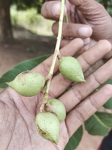 Odisha's Hidden Gem: The Kusum Tree's Cultural and Medicinal Riches