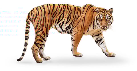 IUCN Green Status: Tiger's Critical Depletion and Hopeful Recovery in Asia