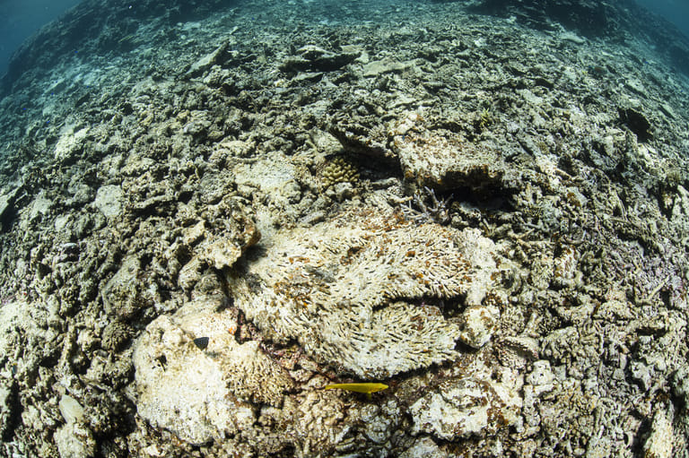 Climate Crisis: Coral Reefs Cross Tipping Point, Global Ecosystems at Risk