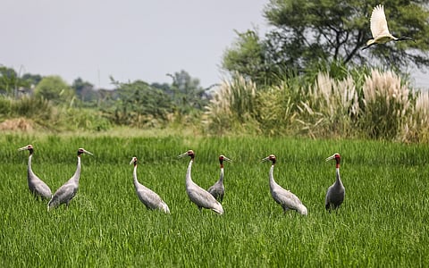 Wildlife Spectacle: Crane Congregation Thrives on Kanpur's Outskirts