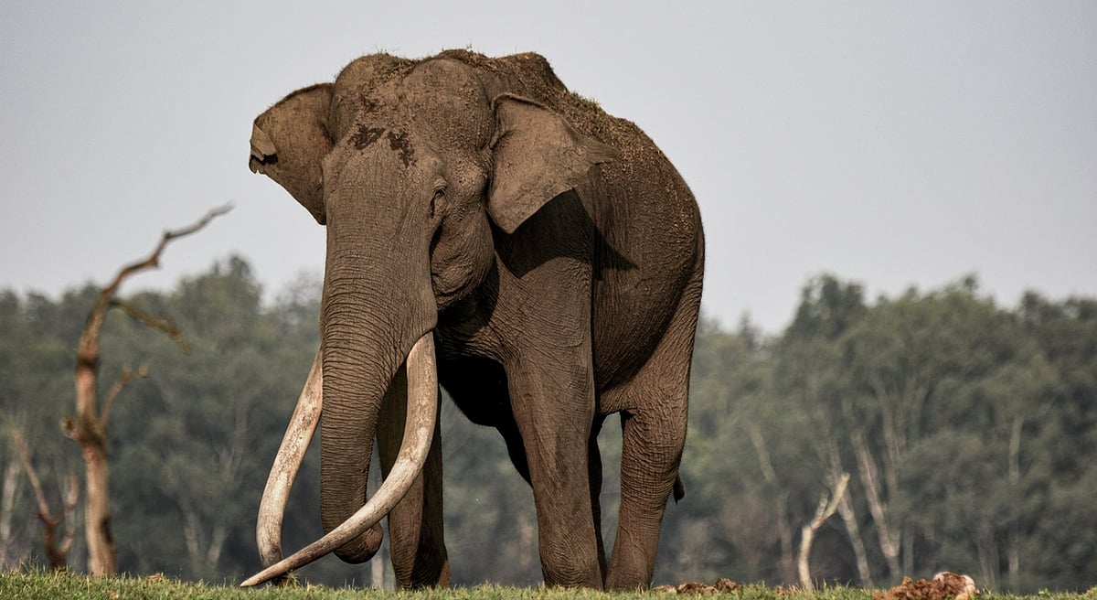 Elephant Census 2025: India Counts 22,446 Elephants, Community Support ...