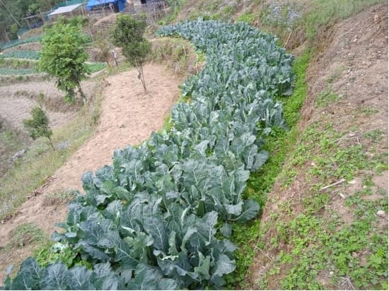 Echoes of Silence: Eastern Himalayas Face Water Crisis as Springs Dry Up