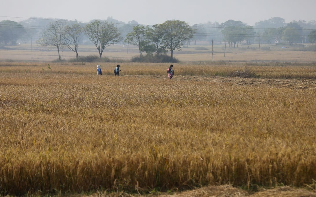 Jharkhand Paddy Harvest: Farmers to Receive Bonus on Kharif Crop