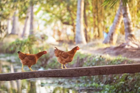 Backyard Poultry Boost: Combat AMR with Sustainable Farming in India