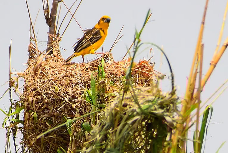 Extinction Crisis: Finn’s Weaver Vanishes from Terai’s Marshlands in ...