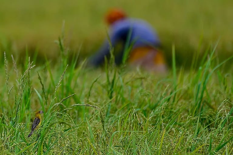 Extinction Crisis: Finn’s Weaver Vanishes from Terai’s Marshlands in ...