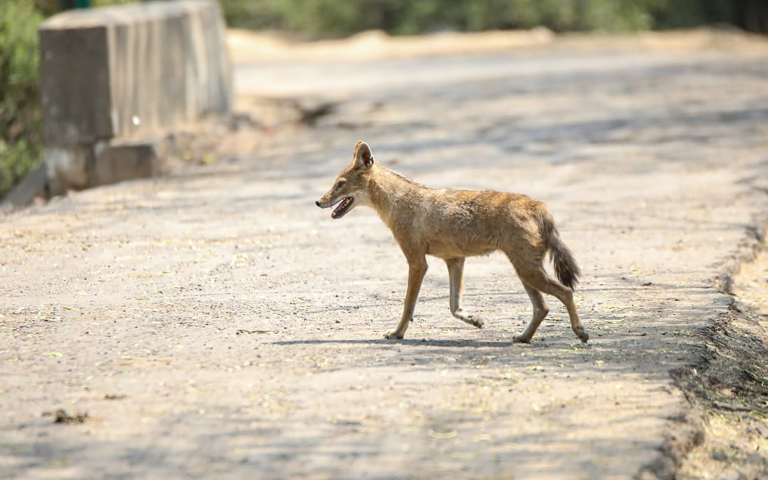 Zoo Escape Alert: Four Indian Jackals Flee Enclosure in Delhi National ...