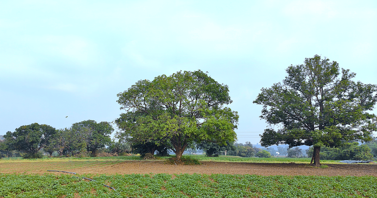 India's Vanishing Farmland Trees: A Threat to Climate Resilience